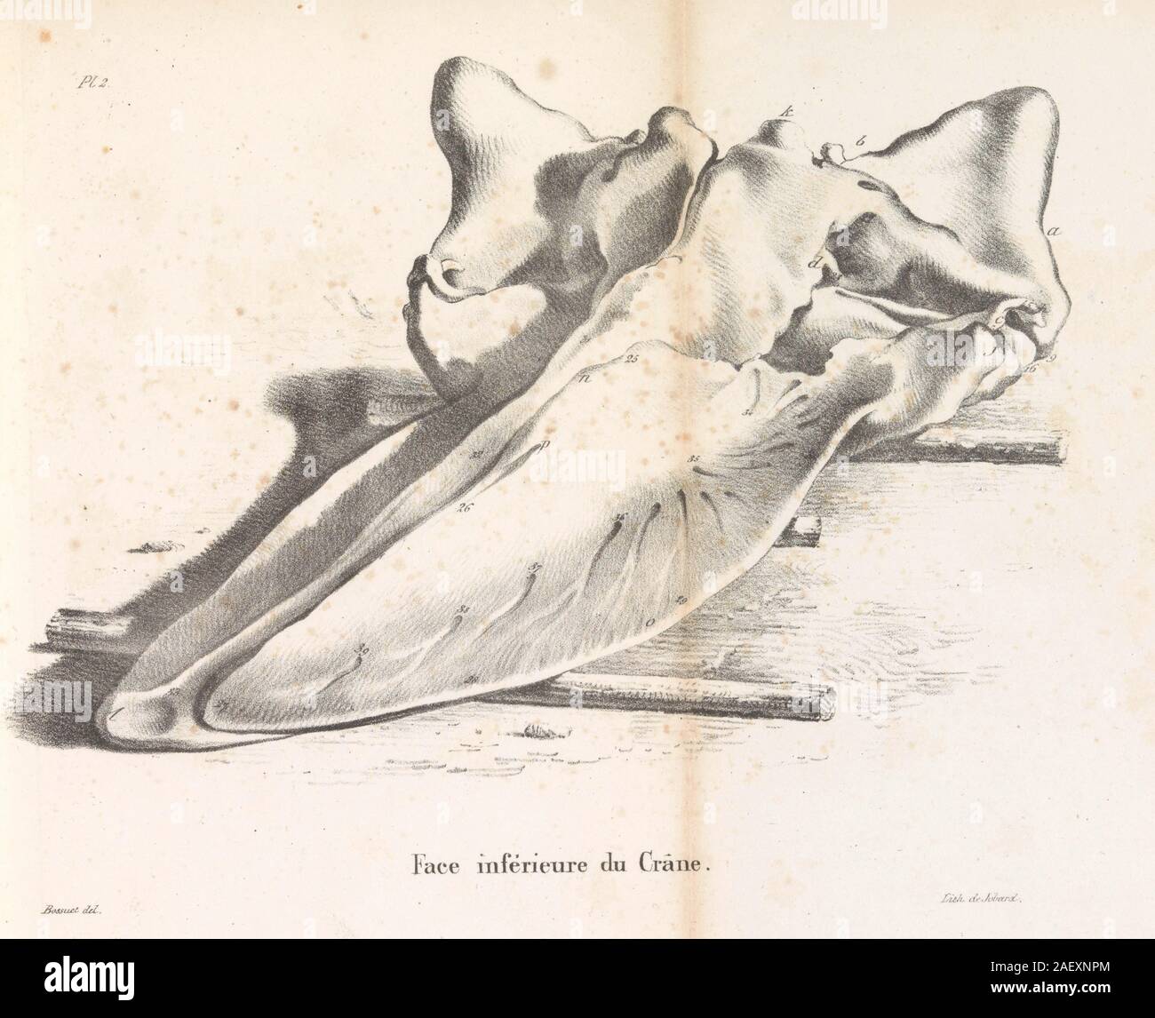 Whale skeleton illustration hi-res stock photography and images - Alamy