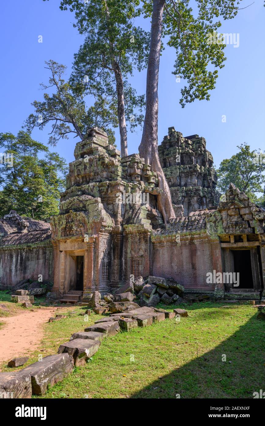 Gigant Tetrameles nudiflora - Spung tree with the ruins of Ta Prohm ...