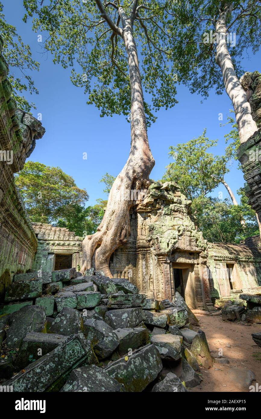 Gigant Tetrameles nudiflora - Spung tree with the ruins of Ta Prohm ...