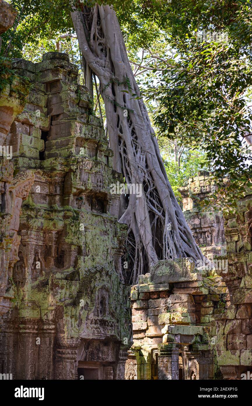 Ficus virens hi-res stock photography and images - Alamy