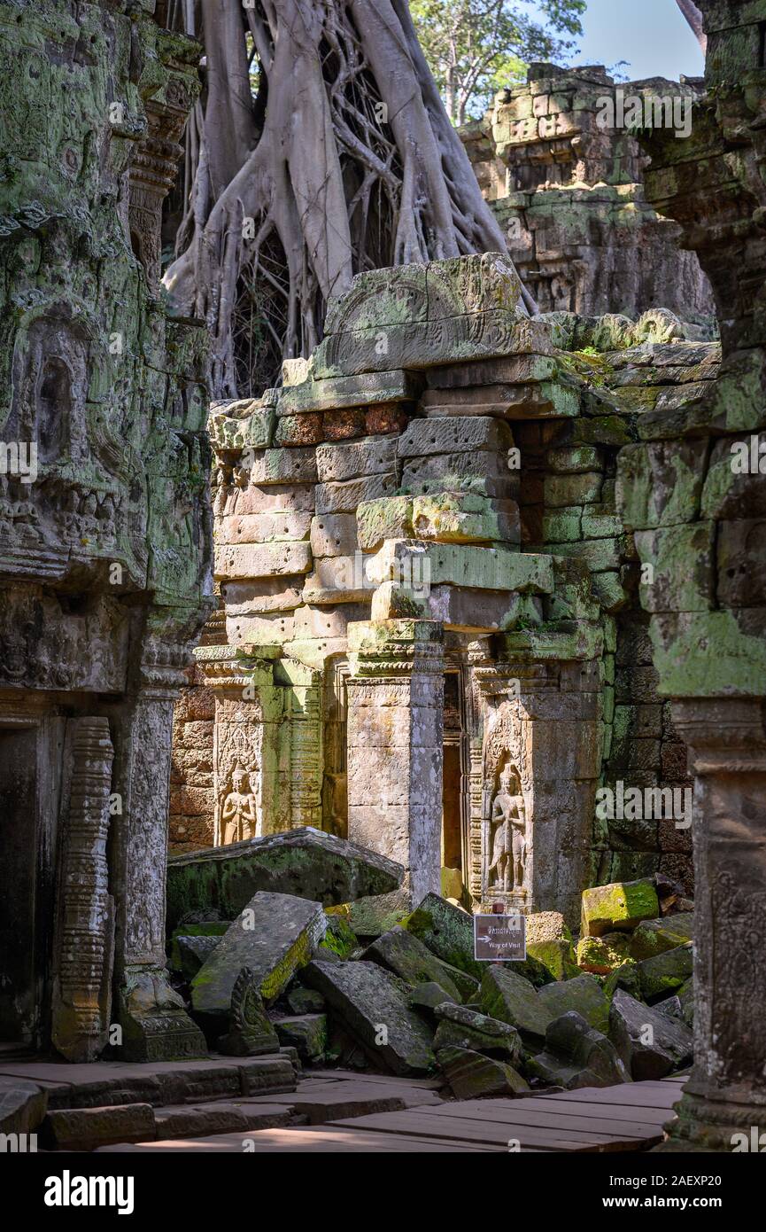 Gigant Ficus virens - bayan tree or strangler fig, with the ruins of Ta ...