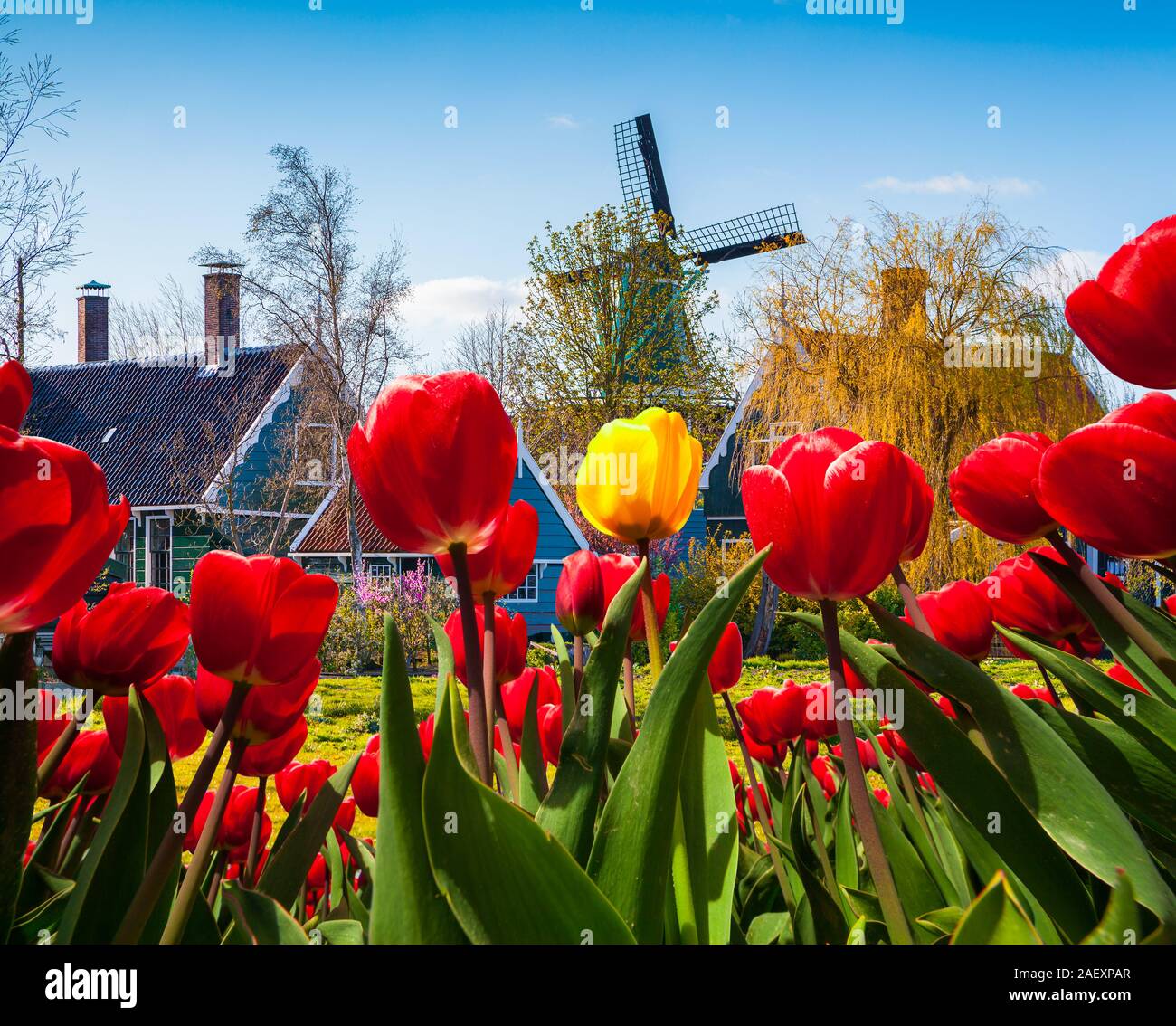 The famous Dutch windmills and authentic holland buildings. Wiev ...