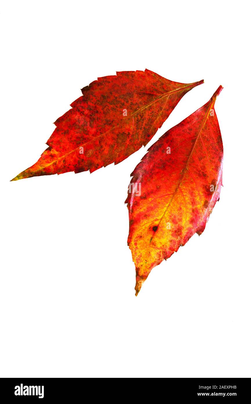 Birch Leaf Fall