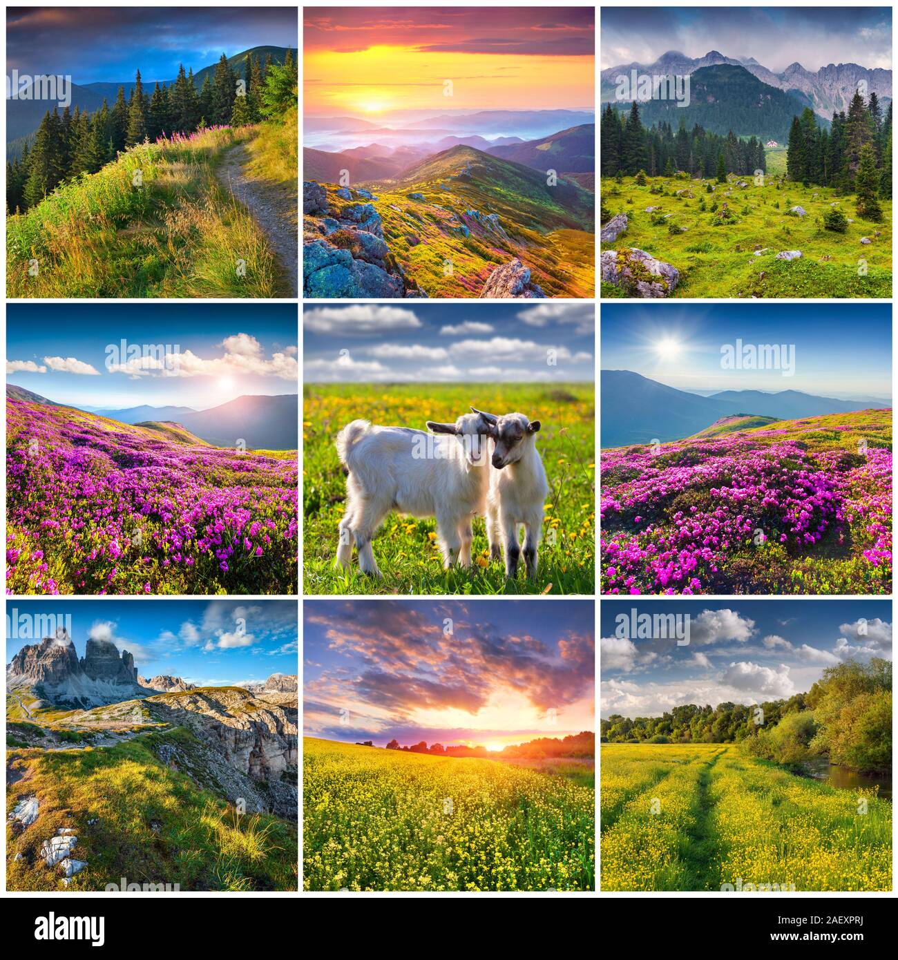Collage with 9 square summer landscapes Stock Photo - Alamy