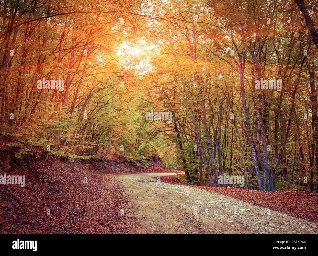 Colorful autumn sunrise in the forest with old road Stock Photo - Alamy