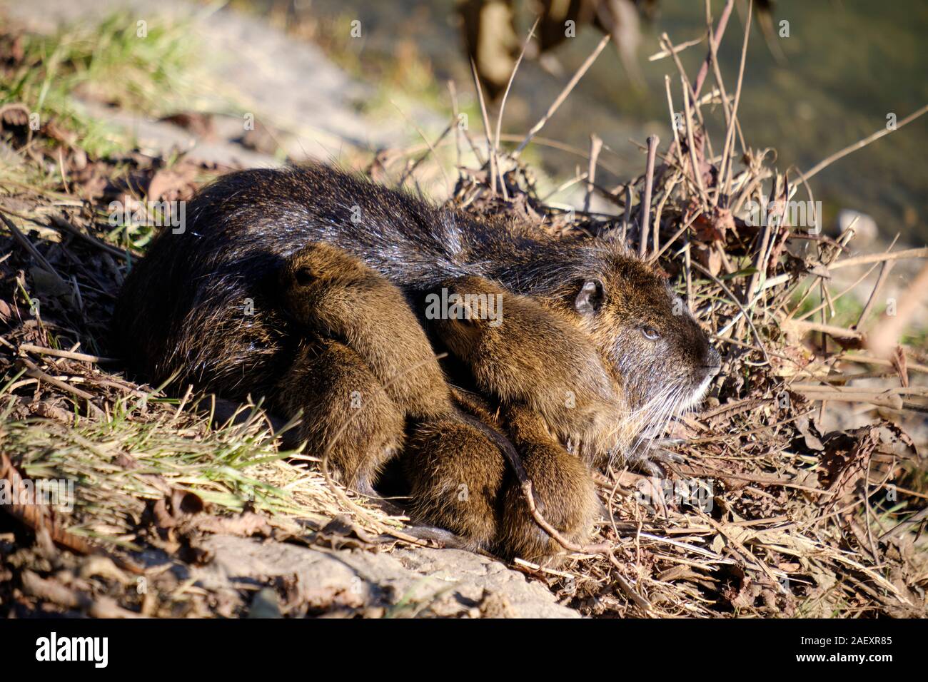 . The nutria, also know as coypu, nests in burrows along the ...