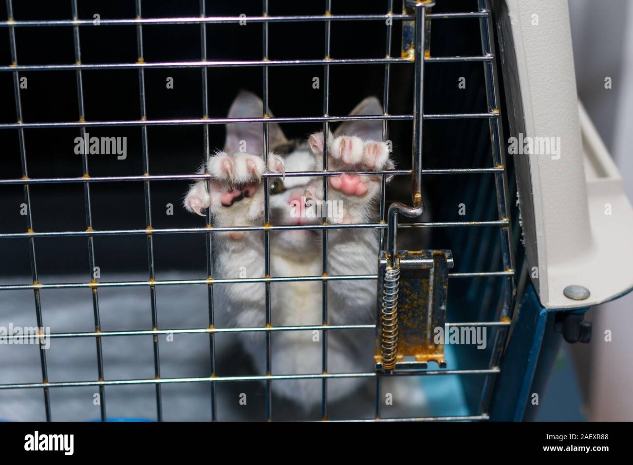 cat in the cage Stock Photo - Alamy