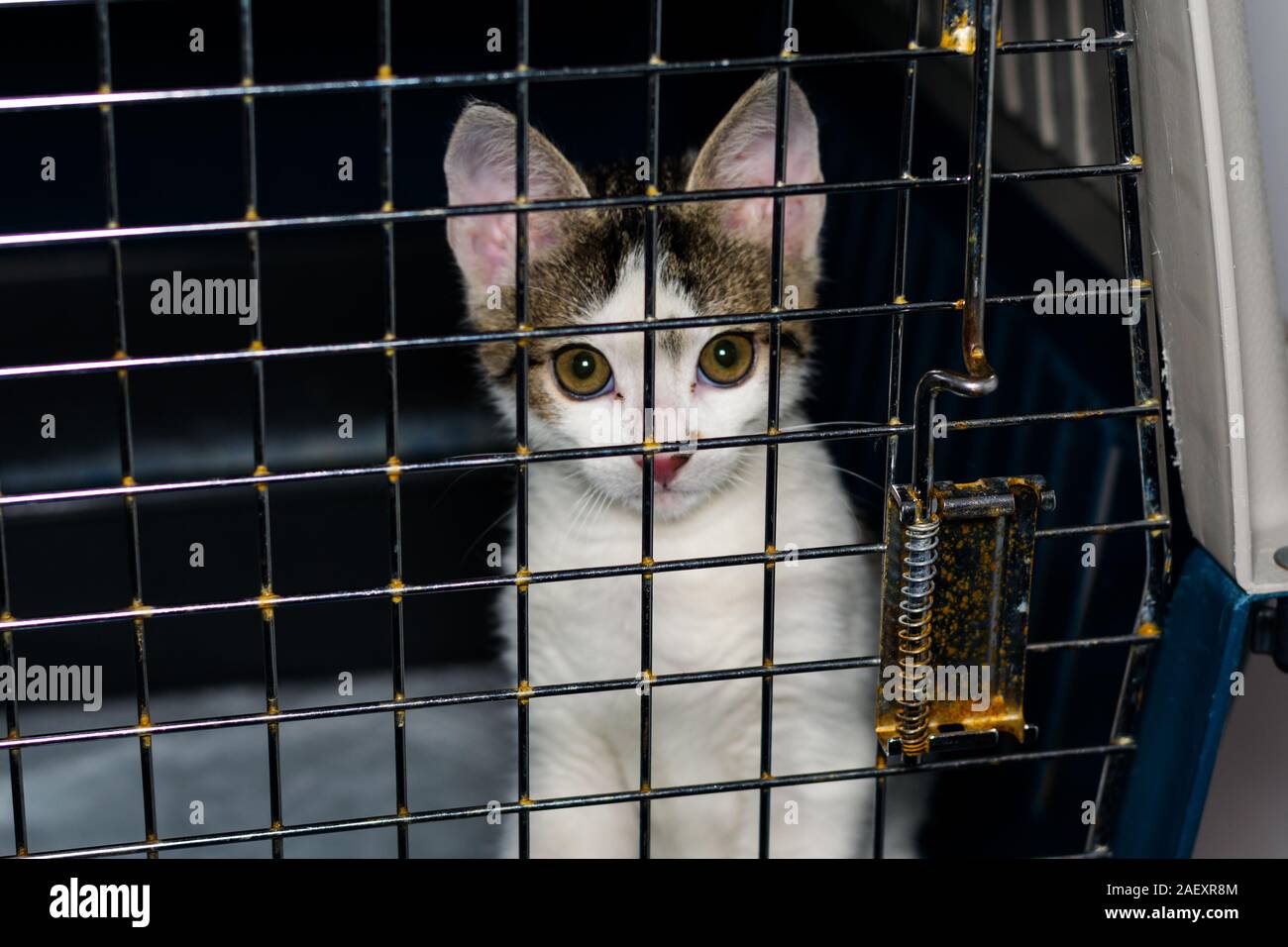 cat in the cage Stock Photo - Alamy