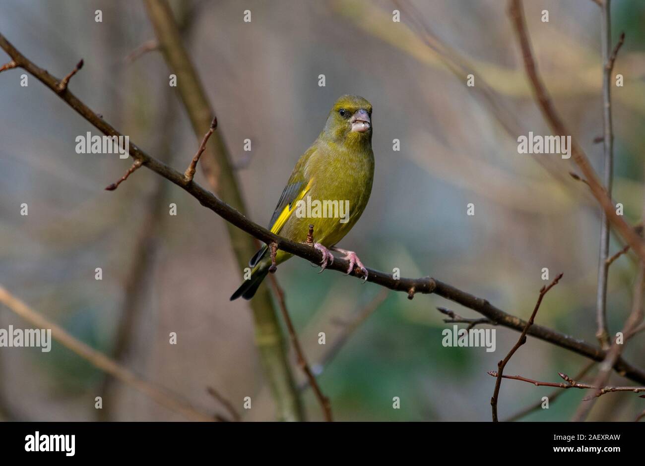 Male greenfinch hi-res stock photography and images - Alamy