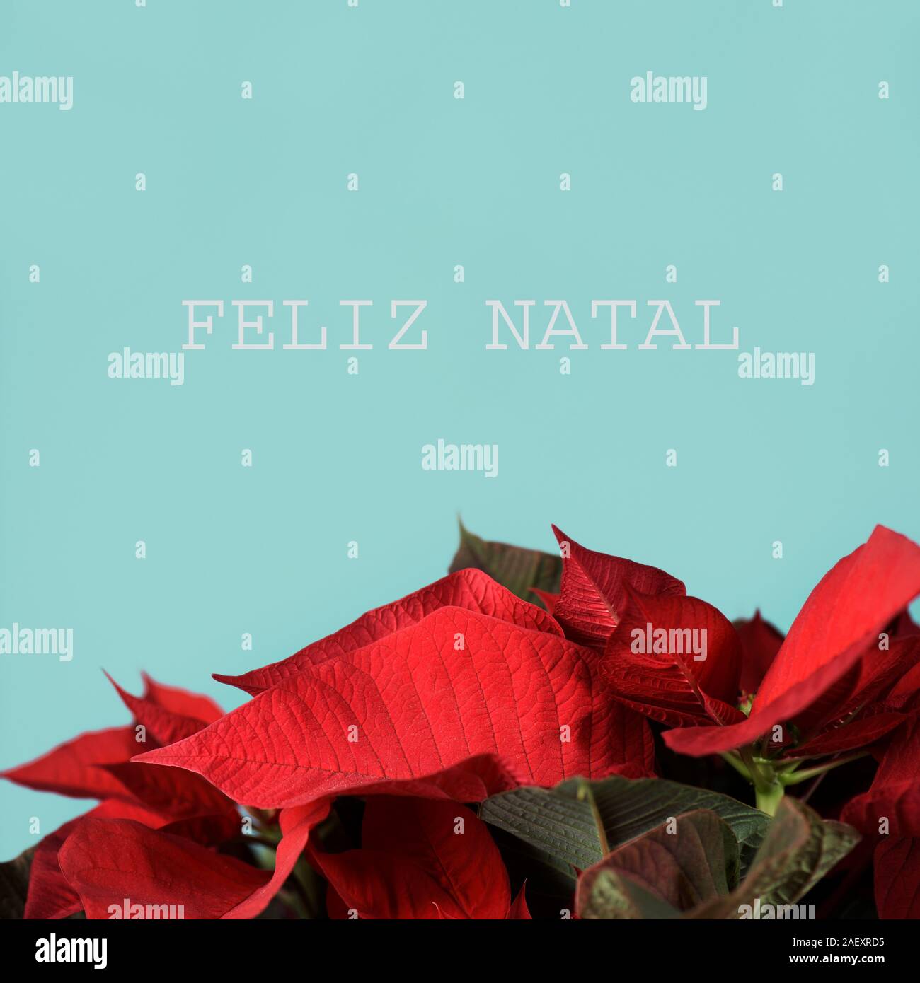 Brazilian christmas party hi-res stock photography and images - Alamy