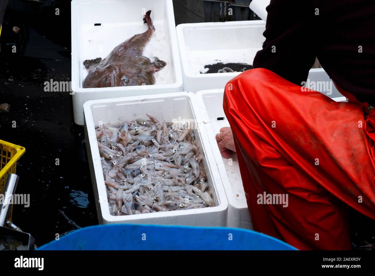 closeup of a fisherman on board sorting the fish freshly fished as his ...