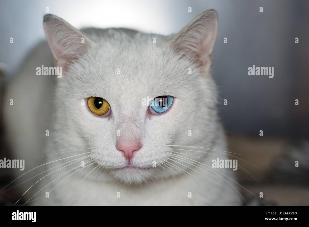 cat with heterochromia Stock Photo - Alamy