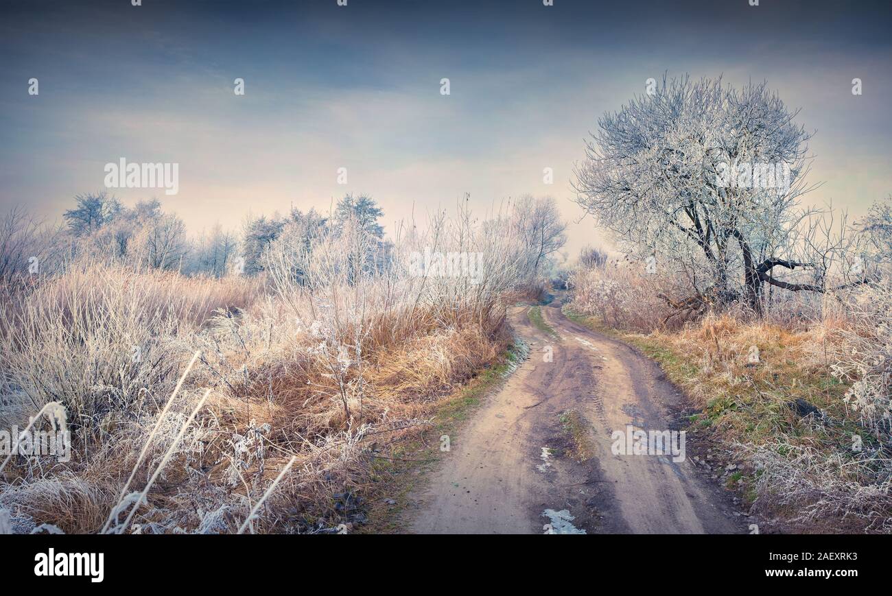 First frost in the forest. Misty december morning Stock Photo - Alamy