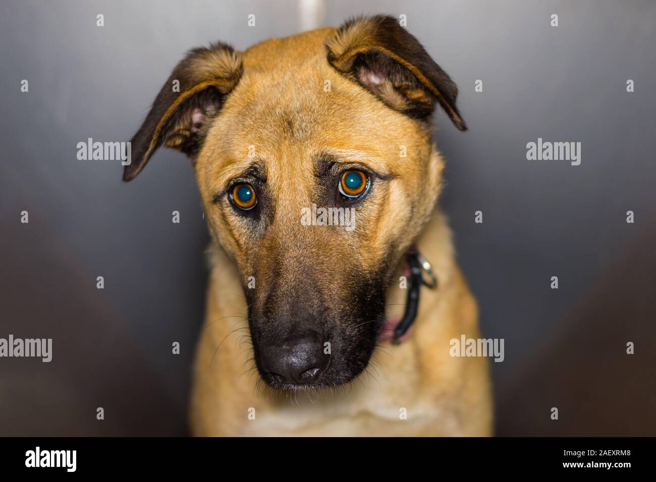 mixed dog breed in the cage at the veterinary clinic Stock Photo - Alamy