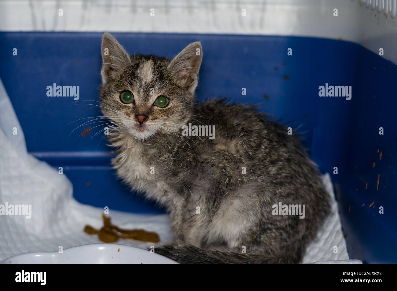 kitten with panleukopenia at the veterinary clinic Stock Photo - Alamy