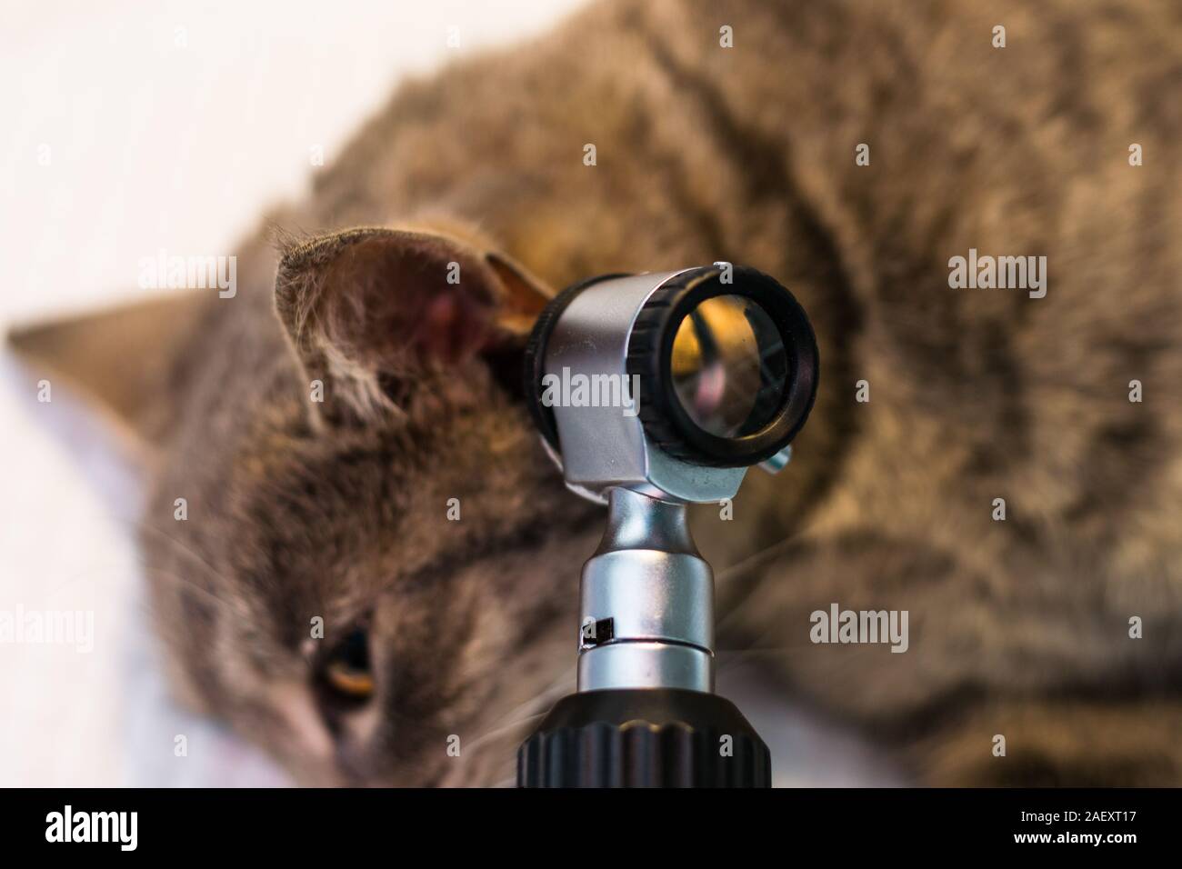 otoscopic examination in cat at the veterinary clinic Stock Photo - Alamy