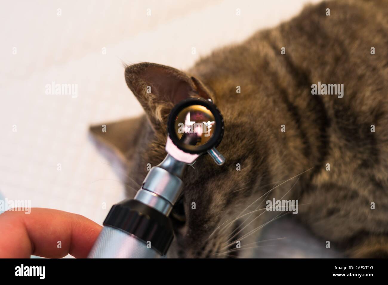 otoscopic examination in cat at the veterinary clinic Stock Photo - Alamy