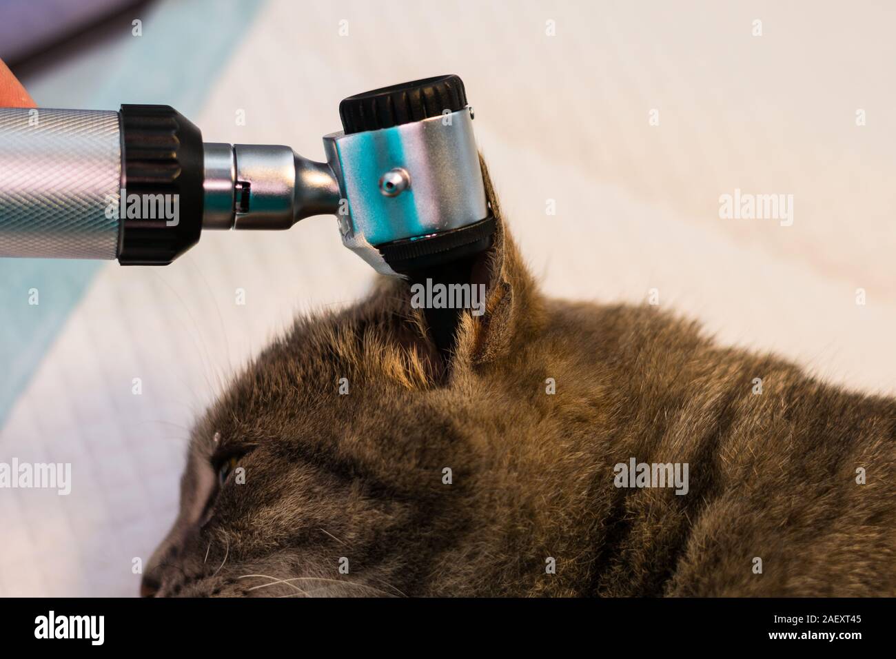otoscopic examination in cat at the veterinary clinic Stock Photo - Alamy