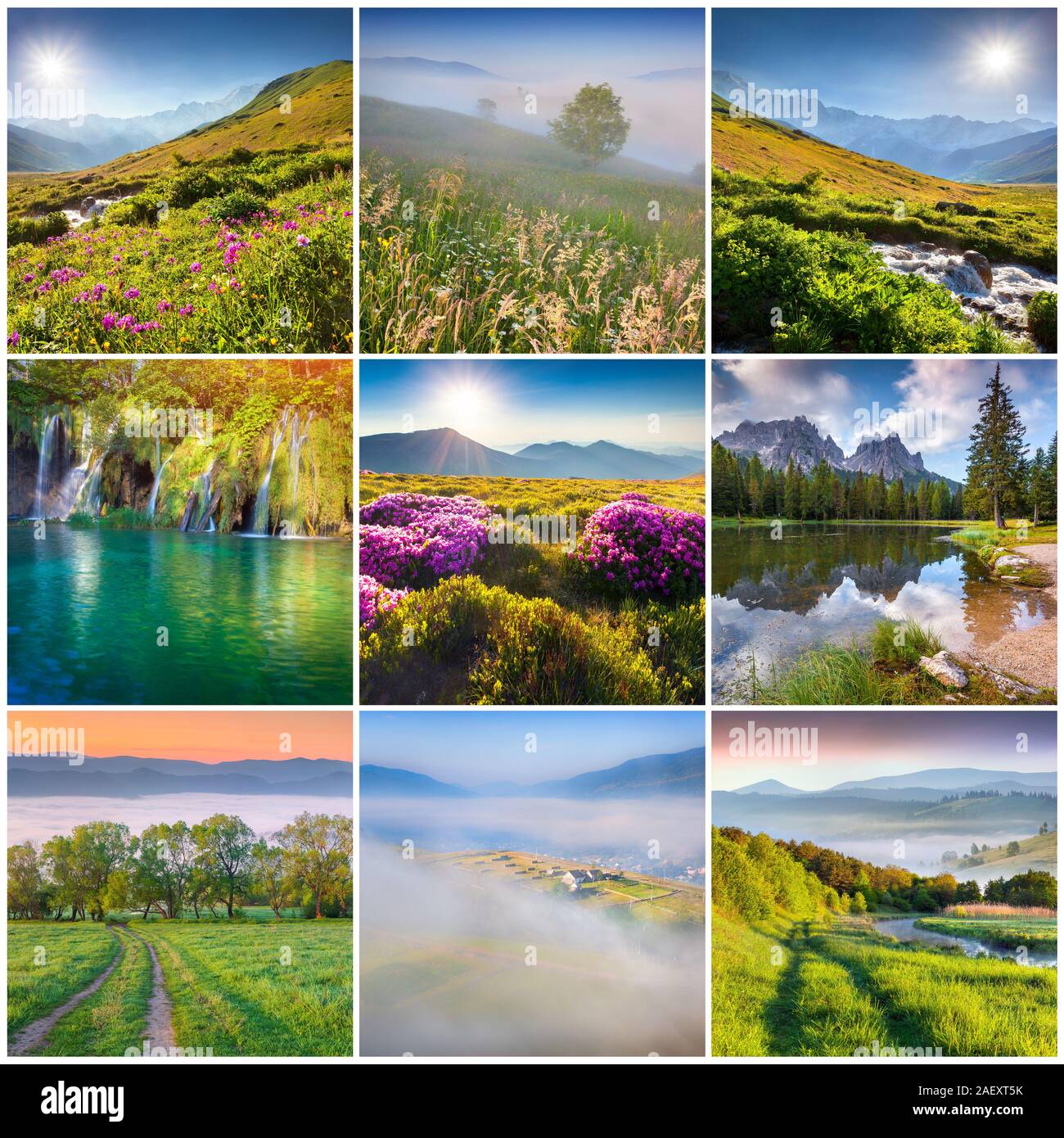 Rhododendron spring mountain Cut Out Stock Images & Pictures - Alamy
