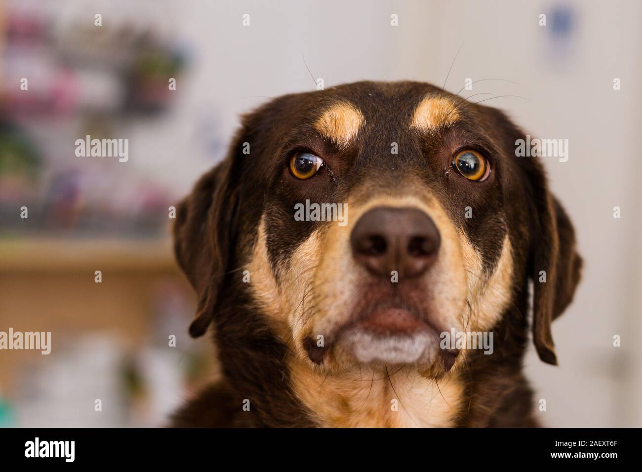 scared dog at the veterinary clinic Stock Photo - Alamy