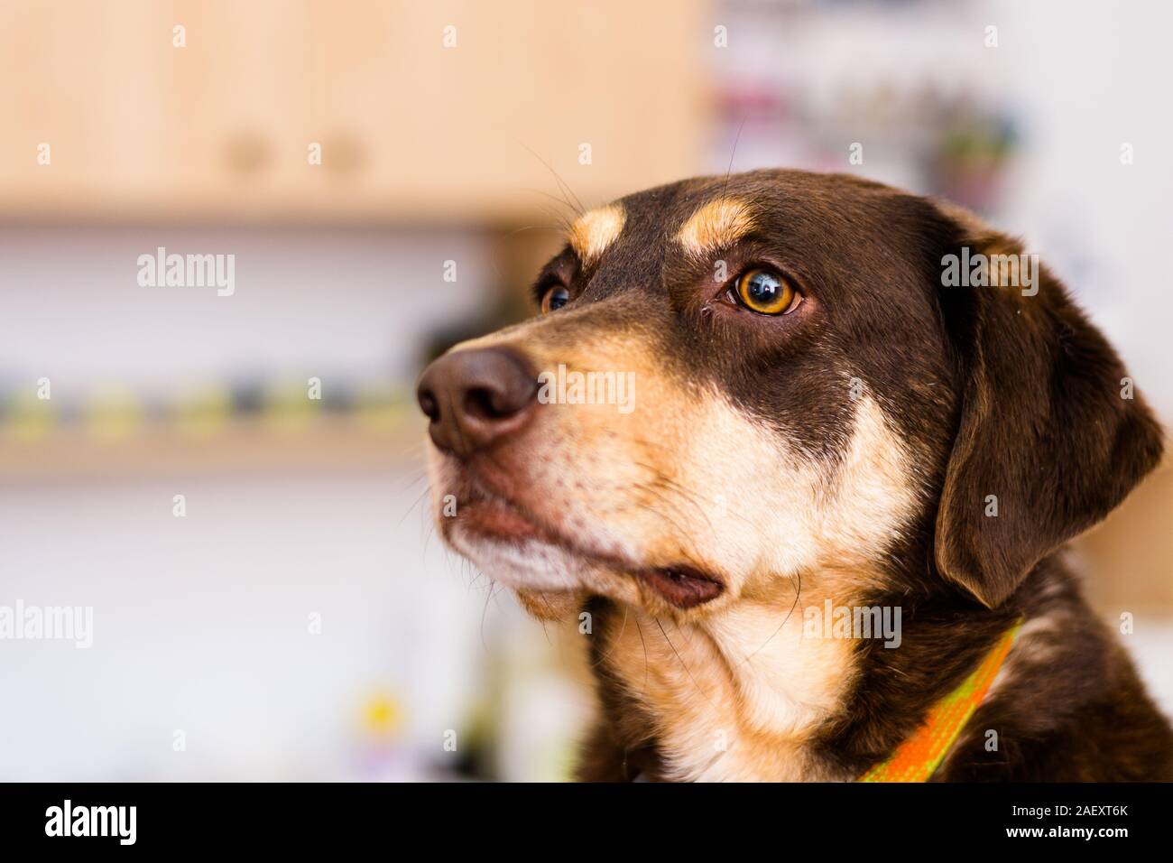 Scared dog hi-res stock photography and images - Alamy