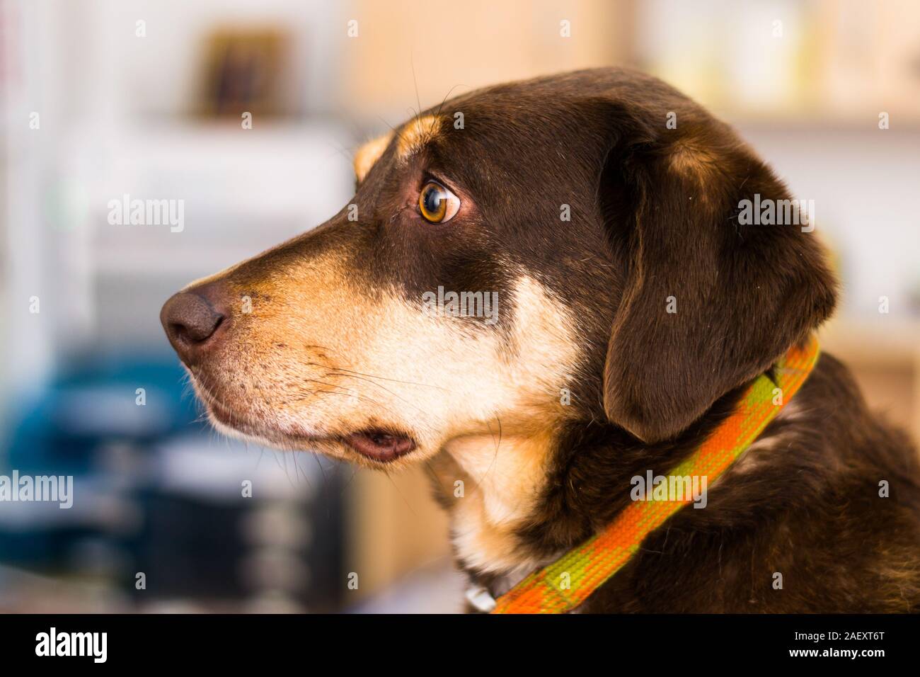 Scared dog hi-res stock photography and images - Alamy