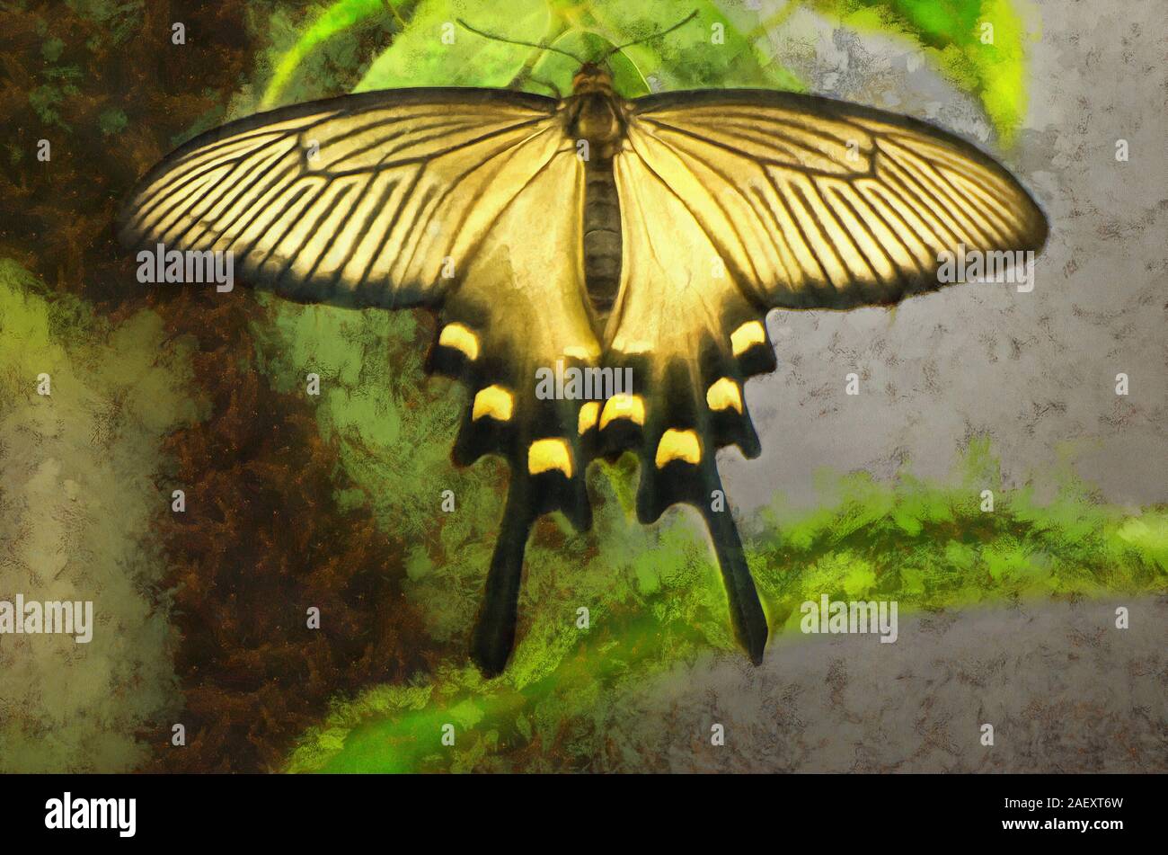 Illustrations lepidoptera hi-res stock photography and images - Alamy