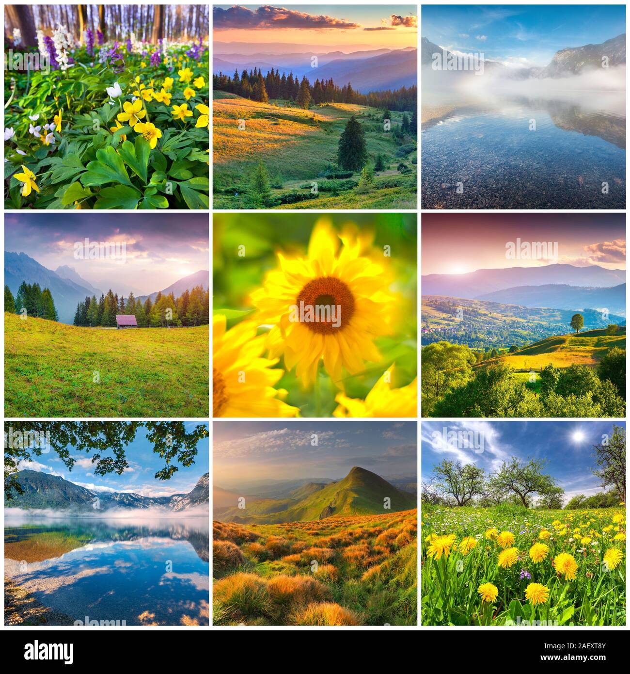 Tree lake collage season hi-res stock photography and images - Alamy