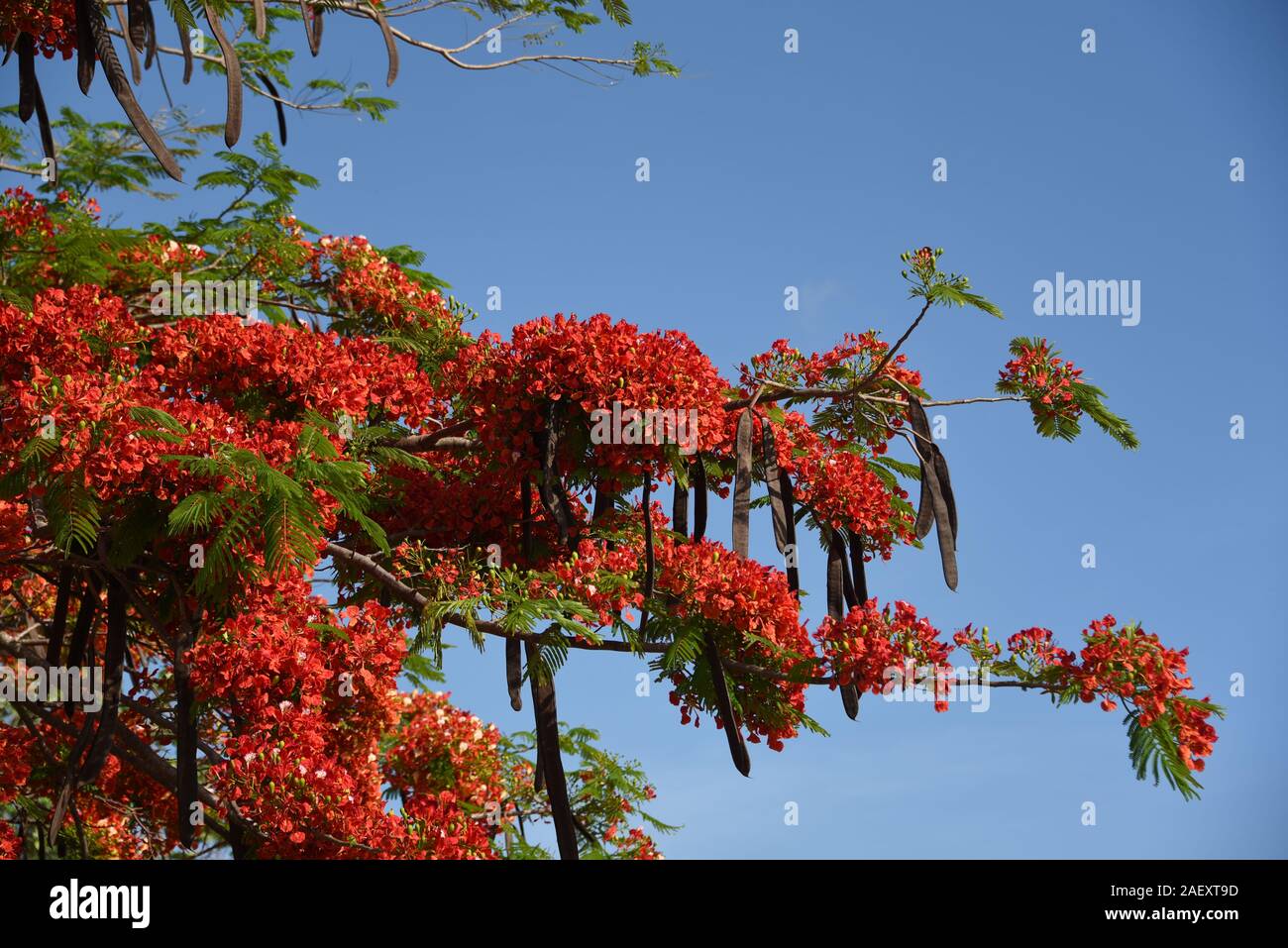 Summer in Queensland Australia is made more beautiful by the blooms and ...