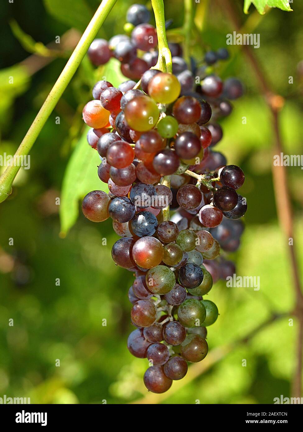 Single grapevine with colorful grapes Stock Photo - Alamy