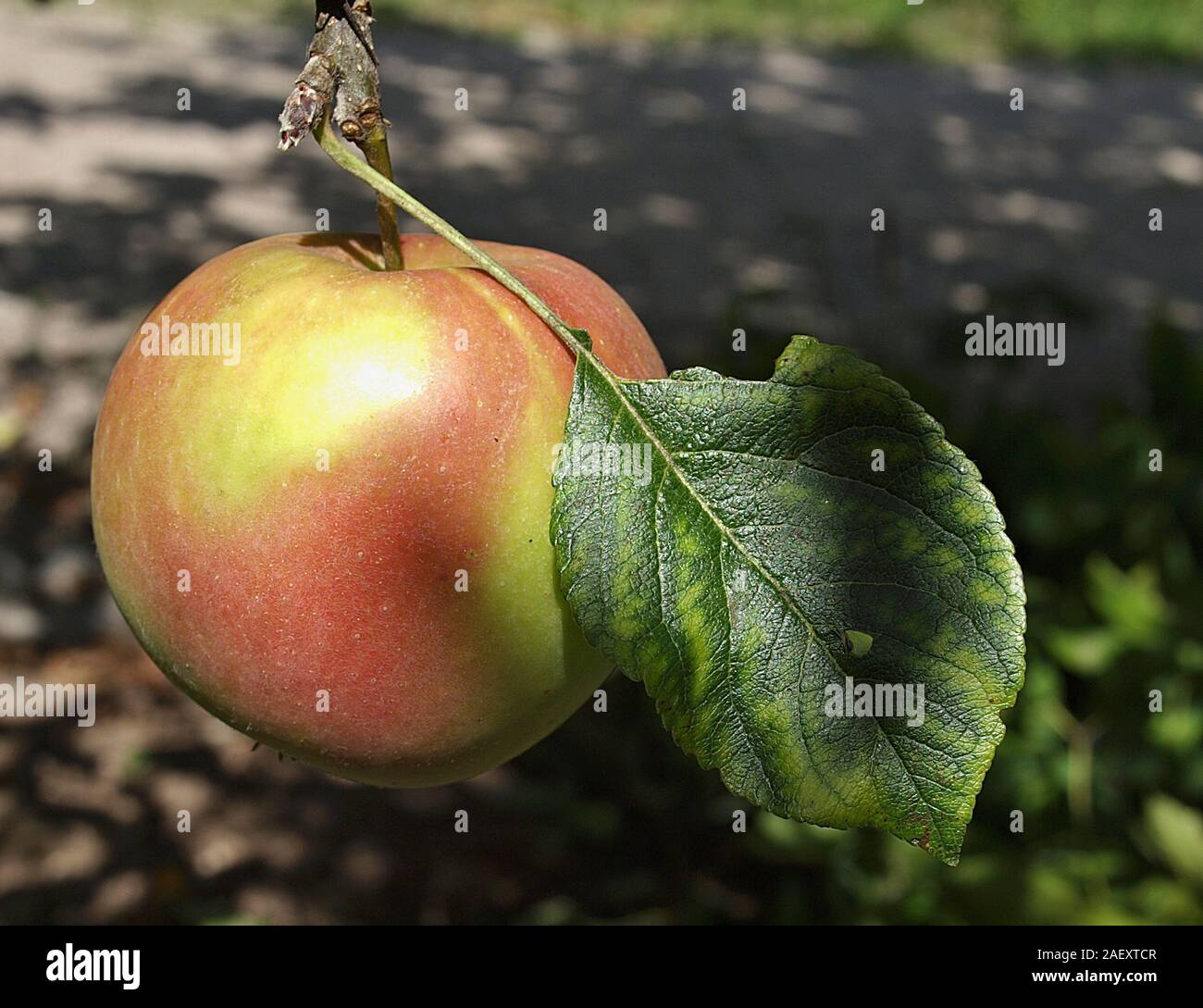Macro of a single apple with a leaf outside Stock Photo - Alamy