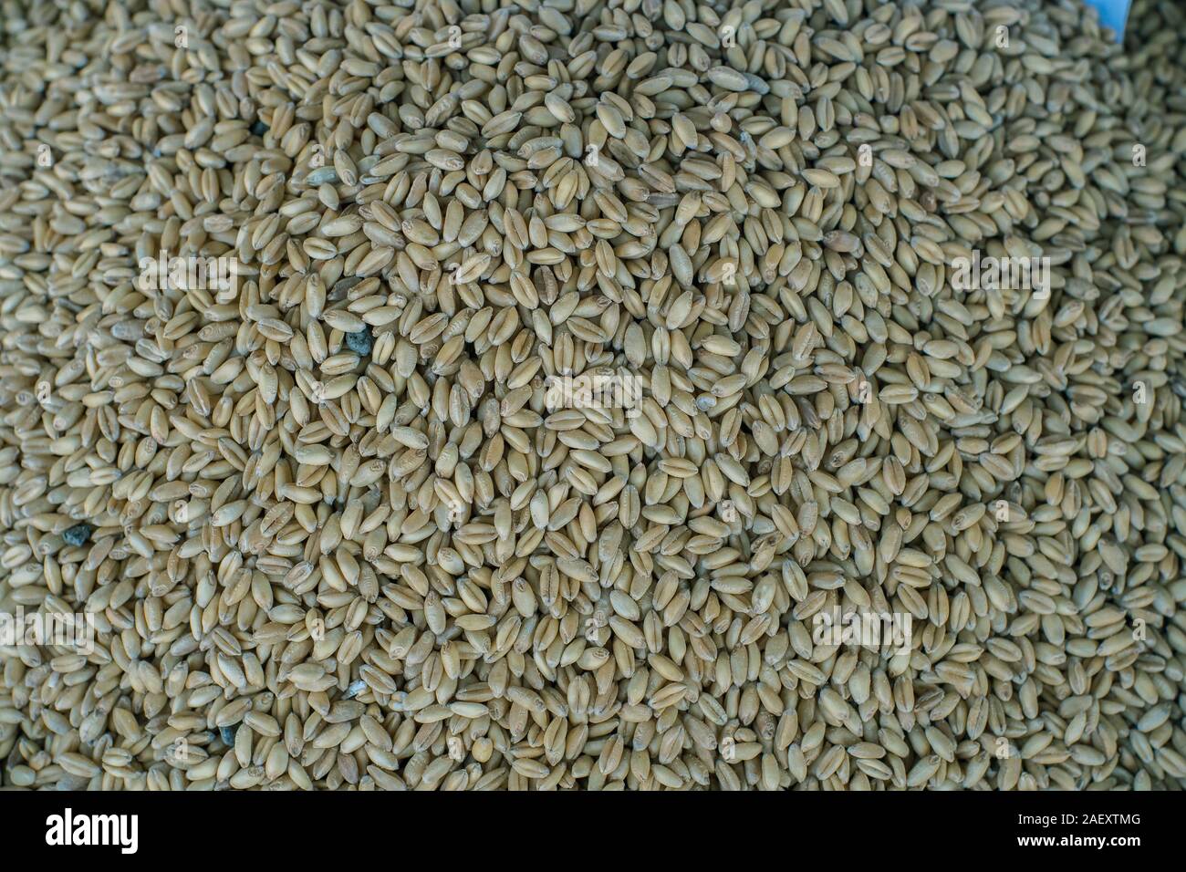 Group of wheat grain with top view. Shot at market Stock Photo - Alamy
