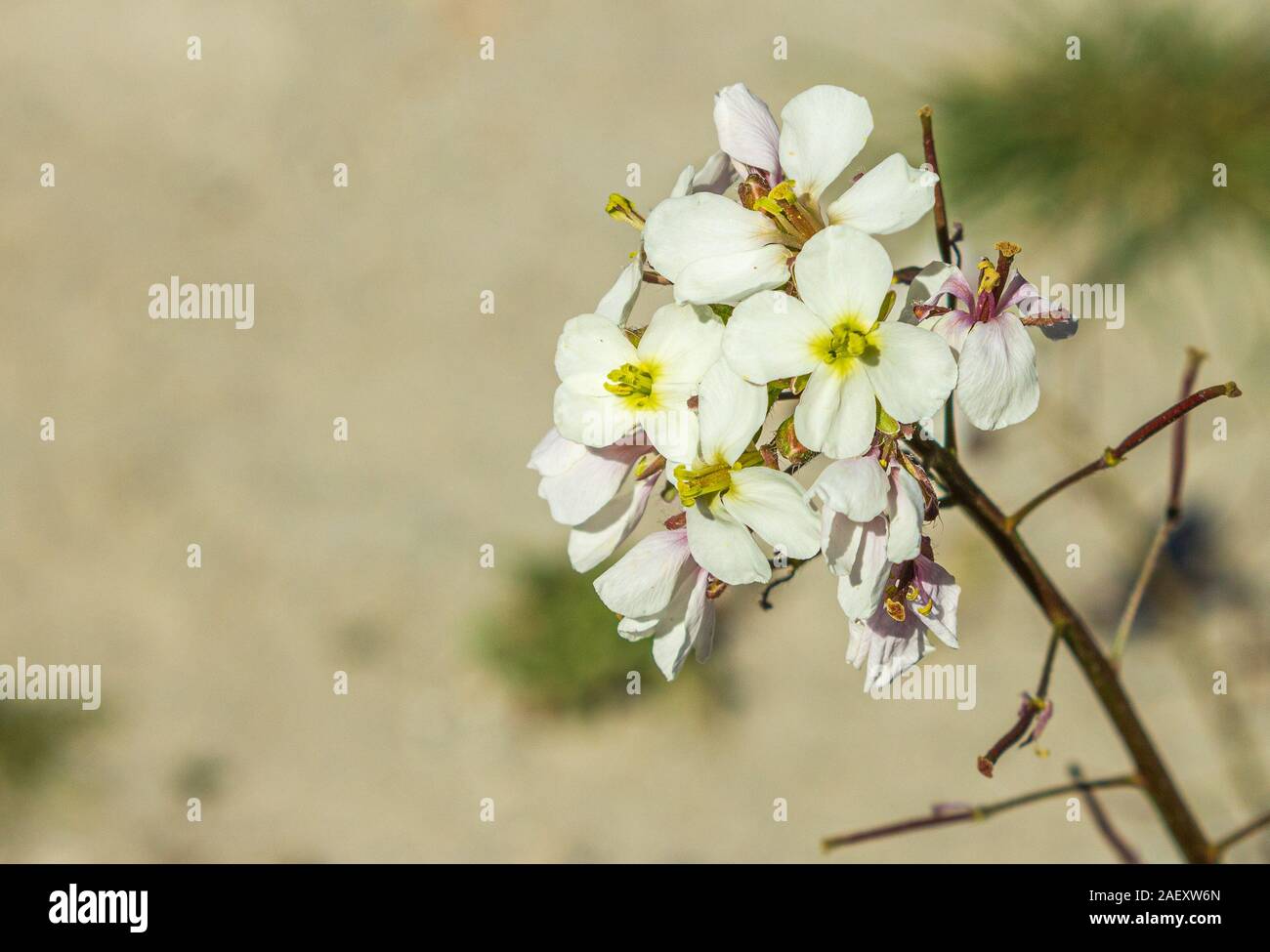 White wallrocket hi-res stock photography and images - Alamy