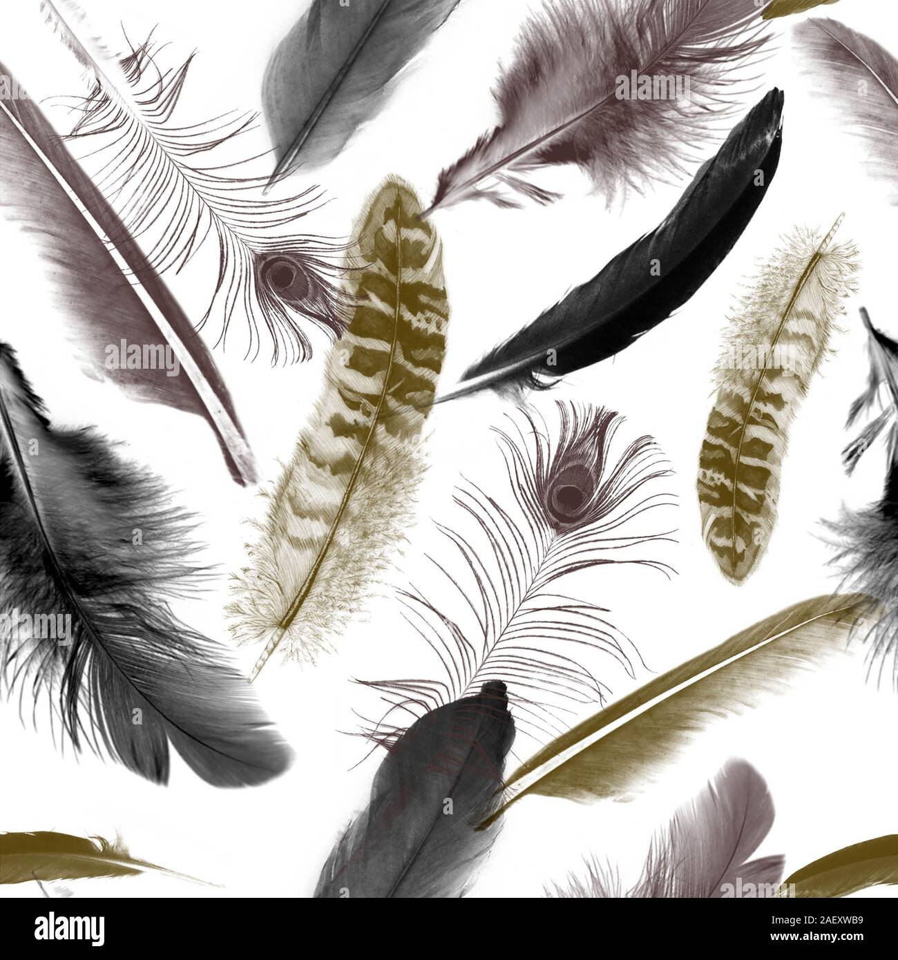 Feathers pattern.Seamless repeating animal texture. Natural background ...