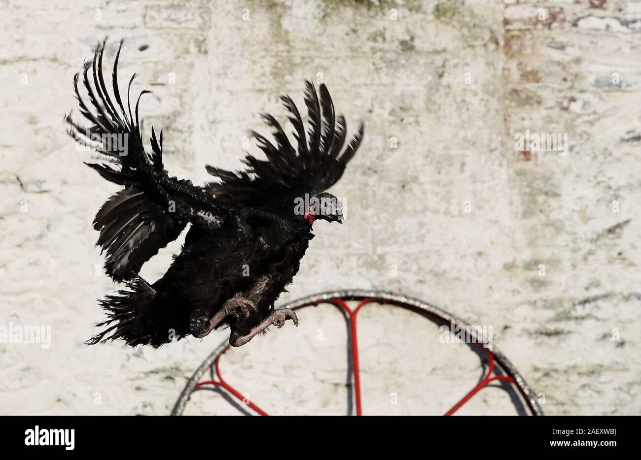 A norfolk black turkey hi-res stock photography and images - Alamy