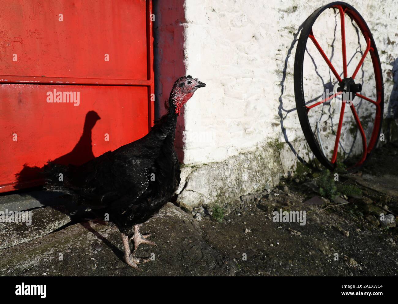 Handful free range turkeys hi-res stock photography and images - Alamy