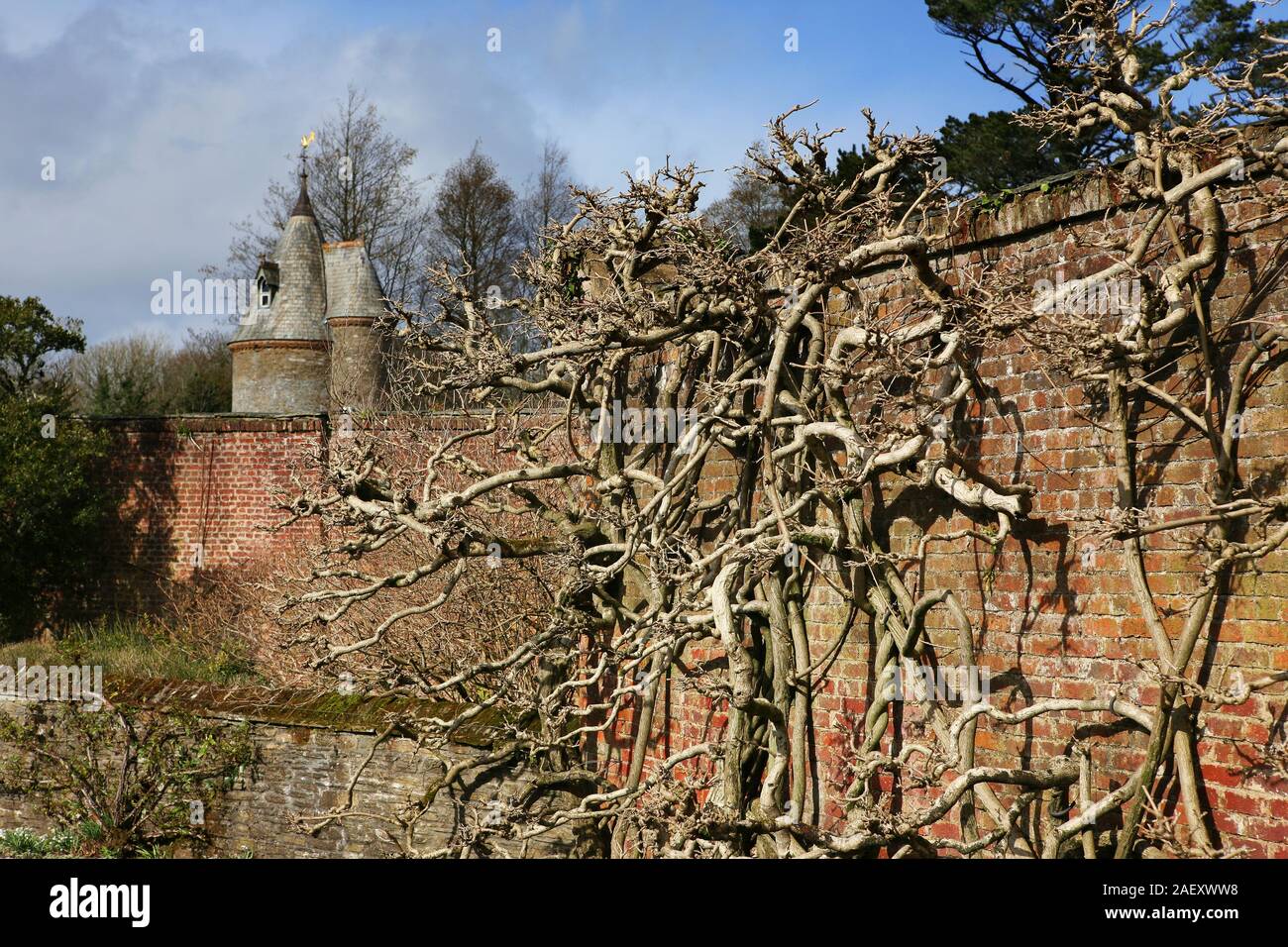 Winter wisteria with the Water Tower beyond: Trelissick Gardens, Feock ...
