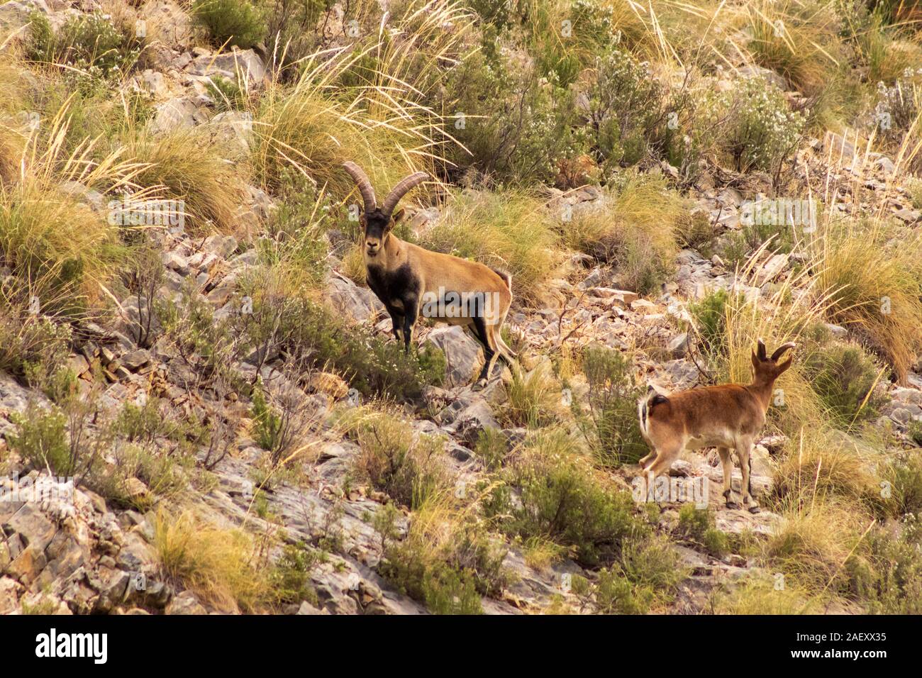 Capra pyrenaica hispanica, Southeastern Spanish ibex Grazing on the ...