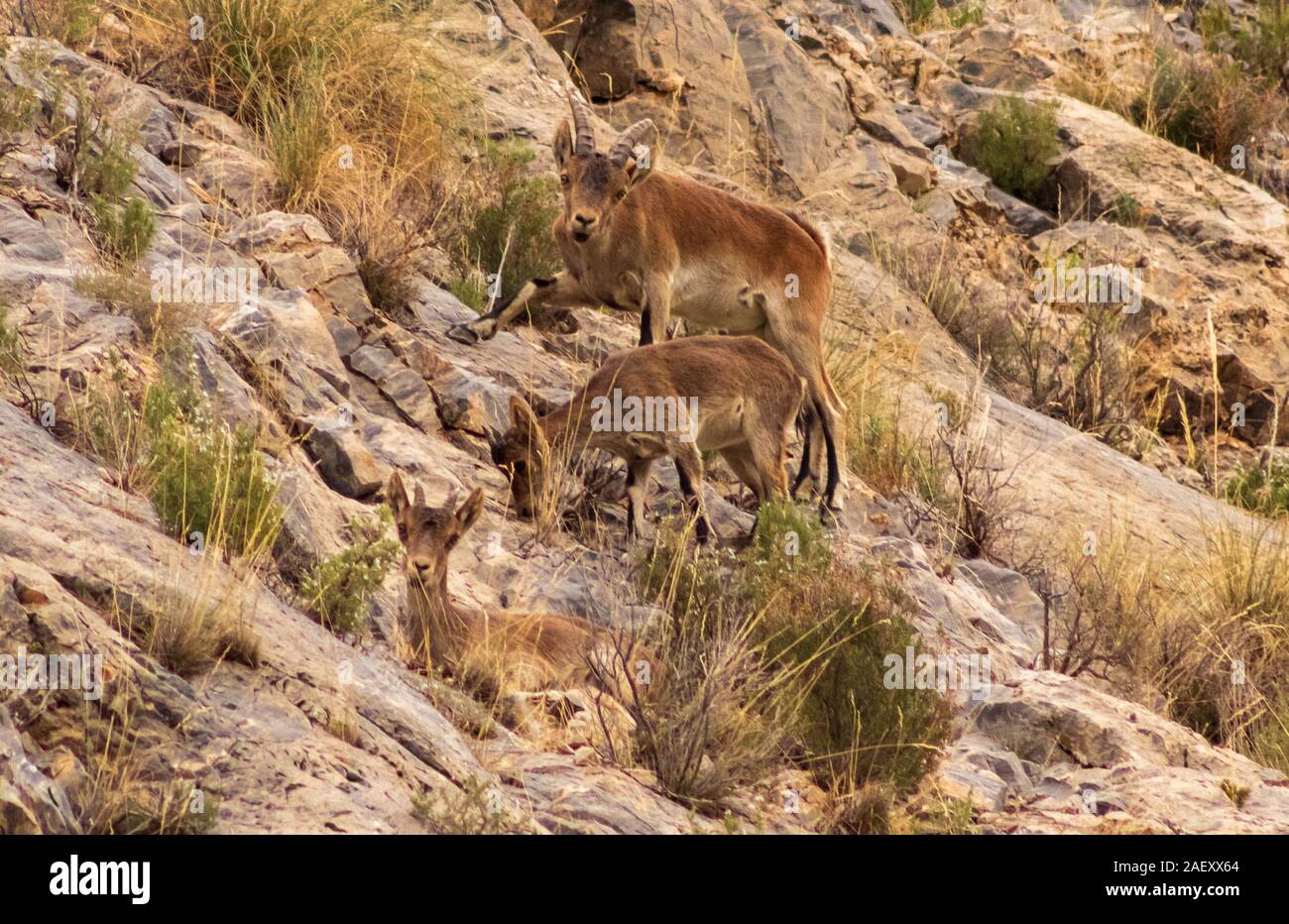 Capra pyrenaica hispanica, Southeastern Spanish ibex Grazing on the ...