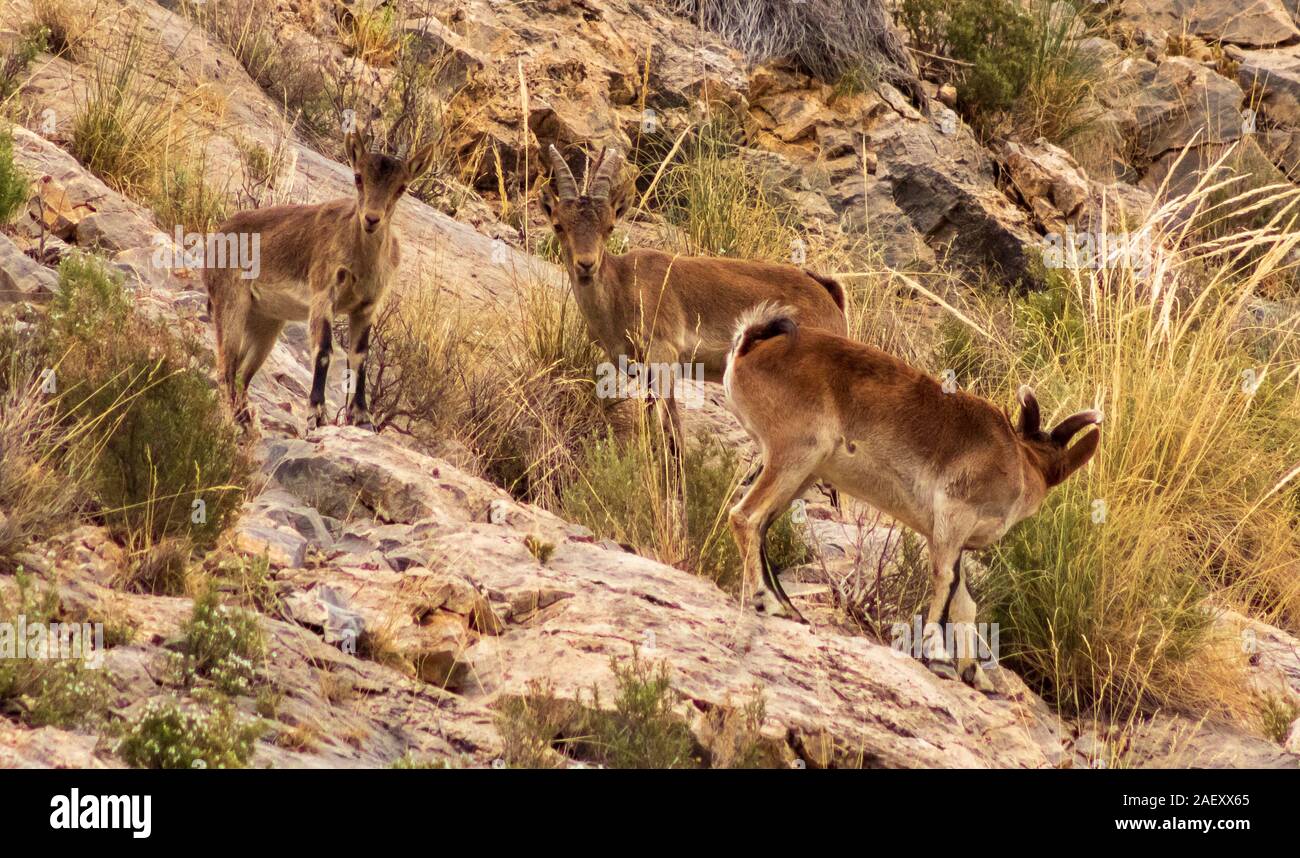 Southeastern spanish ibex hi-res stock photography and images - Alamy
