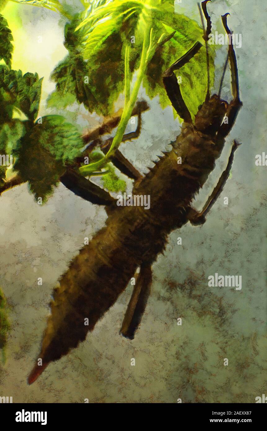 Real Stick Insects Image High Resolution Stock Photography and Images ...
