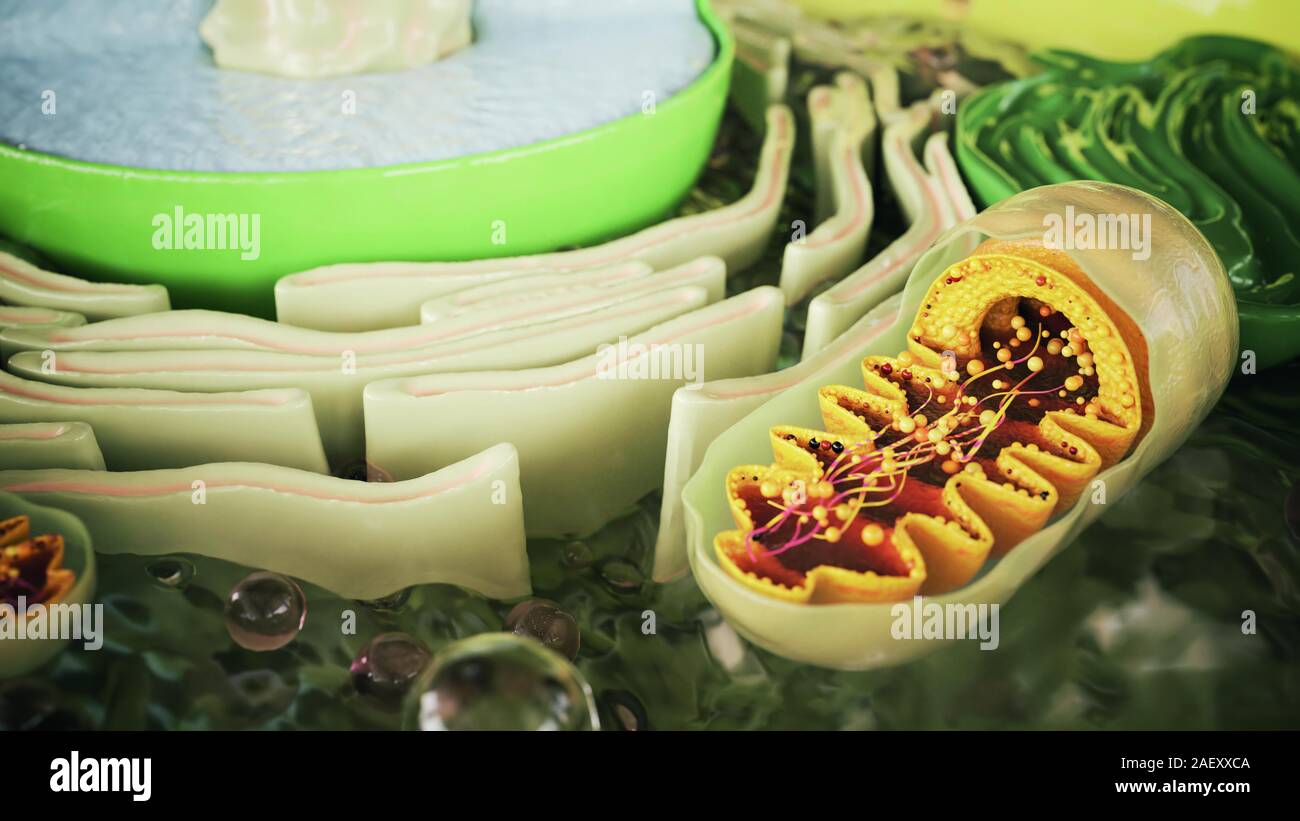 mitochondrion in a cell organism - 3D Rendering Stock Photo - Alamy