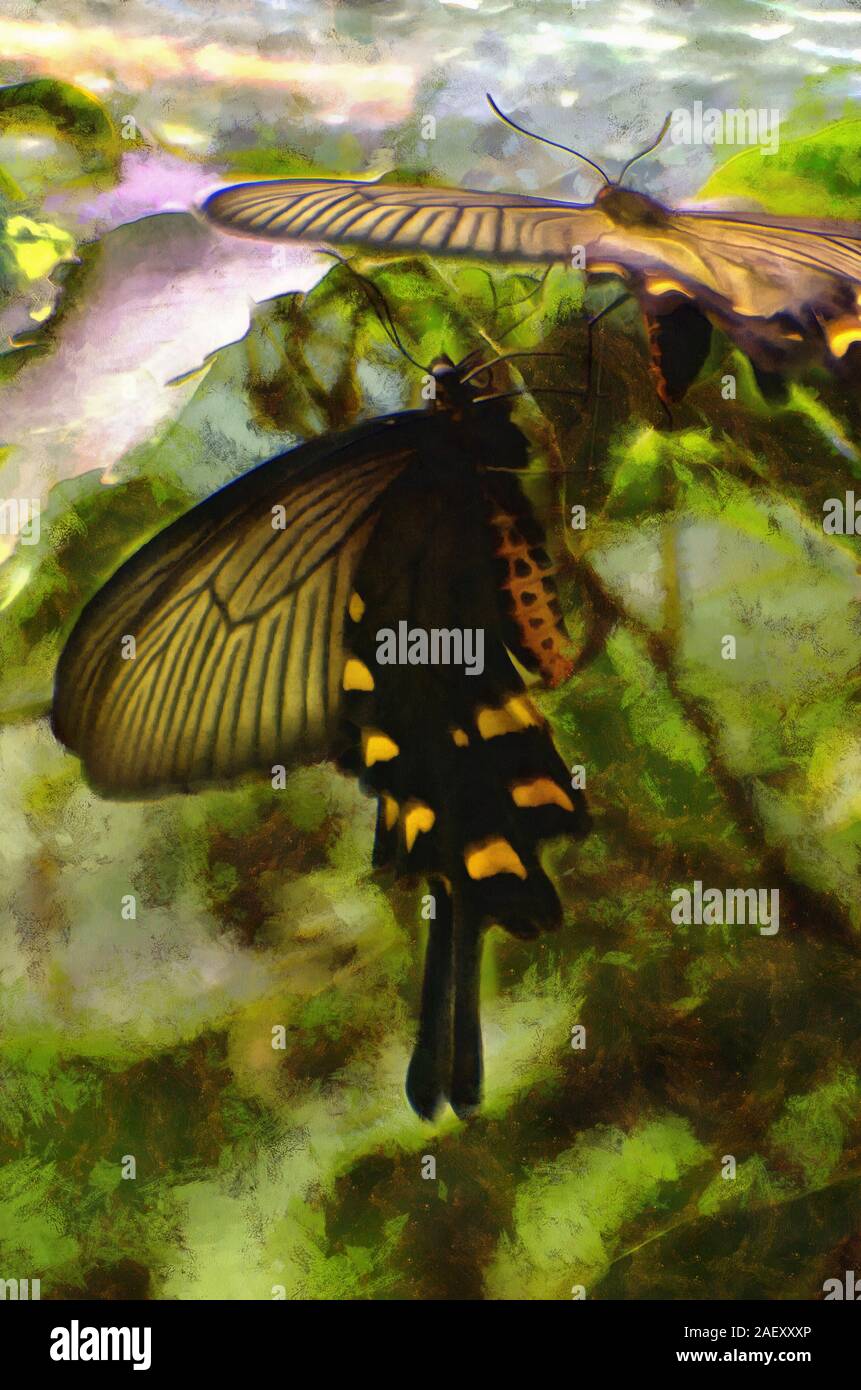 Illustrations lepidoptera hi-res stock photography and images - Alamy