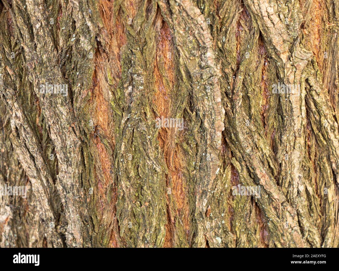 Bark tree texture background wooden close up Stock Photo - Alamy