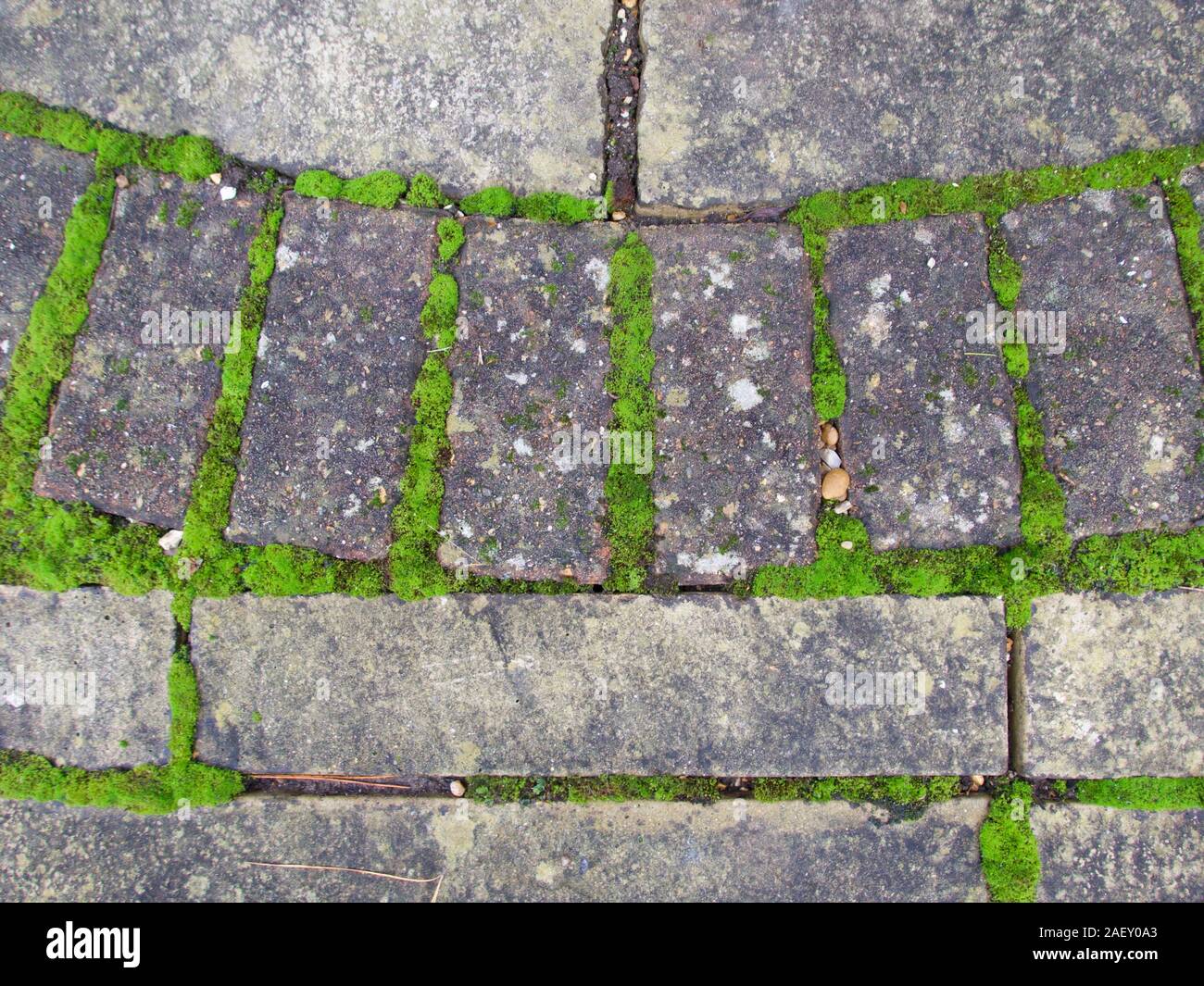 Moss growing between blocks and paviours on patio Stock Photo - Alamy