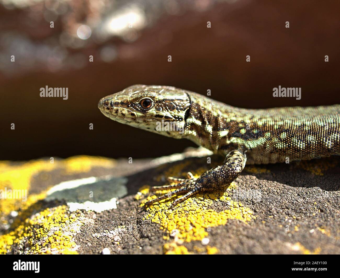 Sicilian wall lizard hi-res stock photography and images - Alamy