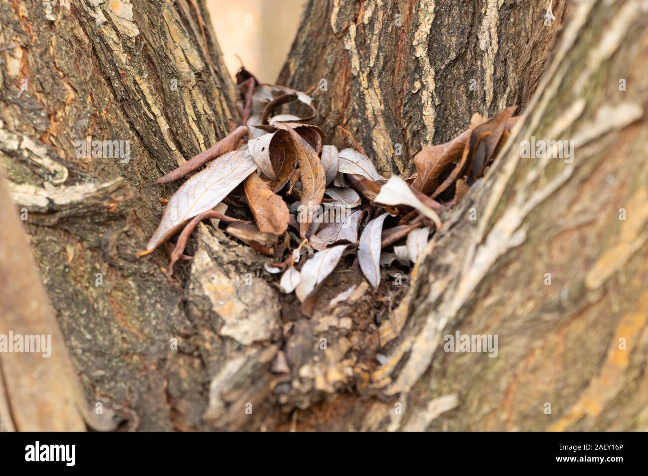 Fallen leaves in autumn on the crack of a tree Stock Photo - Alamy