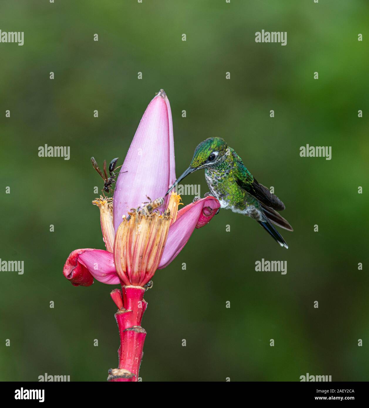 Green Crowned Brilliant Hummingbird: Heliodoxa jacula. Costa Rica Stock ...