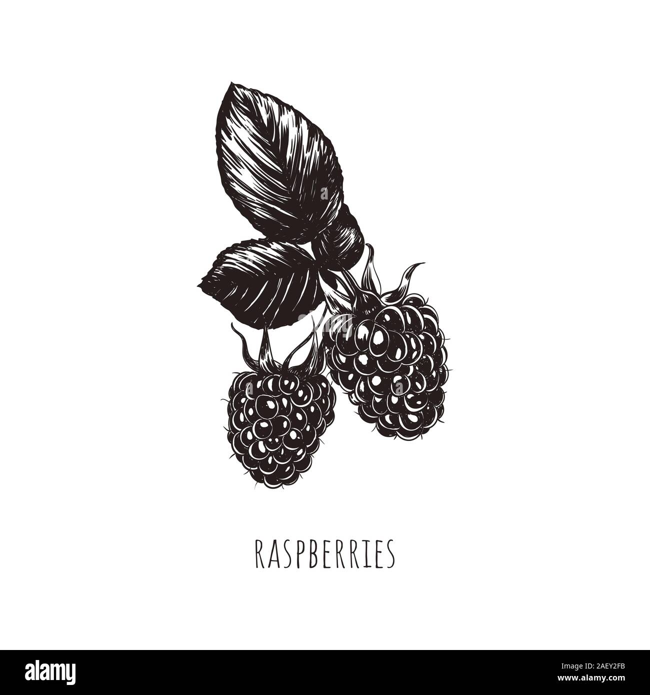 Raspberry sketch vector illustration Stock Vector Image & Art - Alamy