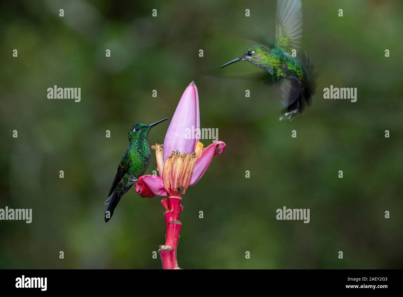 Green Crowned Brilliant Hummingbird: Heliodoxa jacula. Costa Rica Stock ...